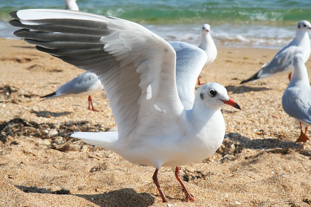 Mouette Plage Sable - Photo gratuite sur Pixabay