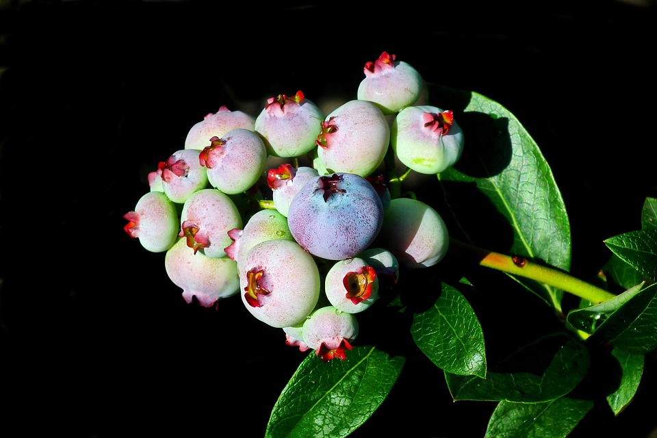 Blueberry Fruit Closeup - Free photo on Pixabay