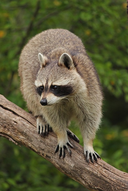Raccoon Animal Tree - Free photo on Pixabay - Pixabay