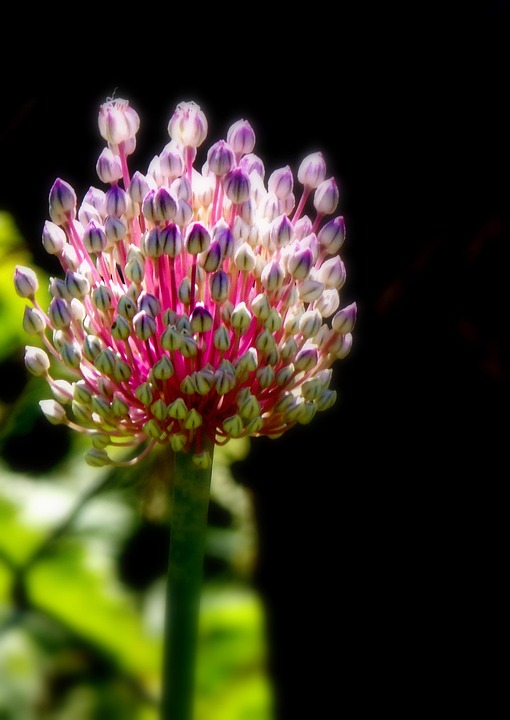 Bunga Tanaman Alam - Foto gratis di Pixabay