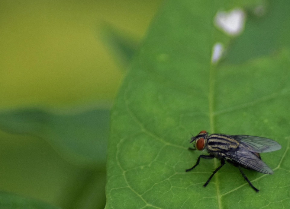 Insecte Nature Feuille En Plein - Photo gratuite sur Pixabay - Pixabay
