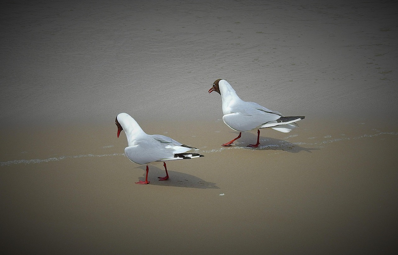 Gaviotas Un Paseo Por La Playa - Foto gratis en Pixabay - Pixabay