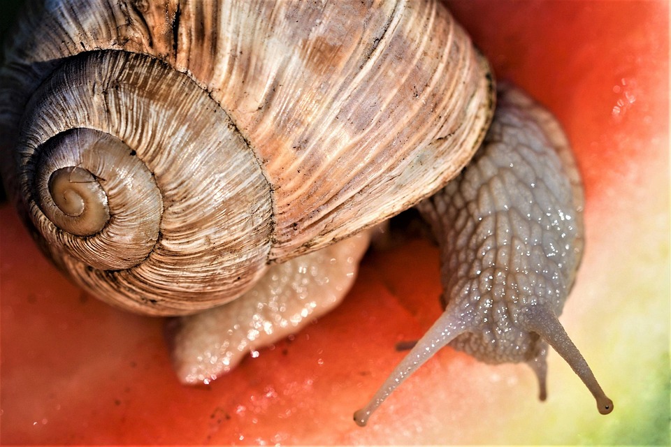 Helix Pomatia Snail Sensor To - Free photo on Pixabay - Pixabay