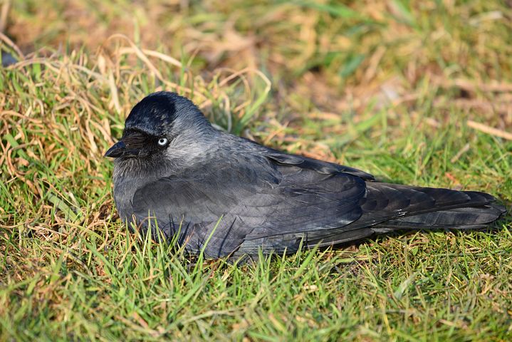 300+ Free Jackdaws & Bird Photos