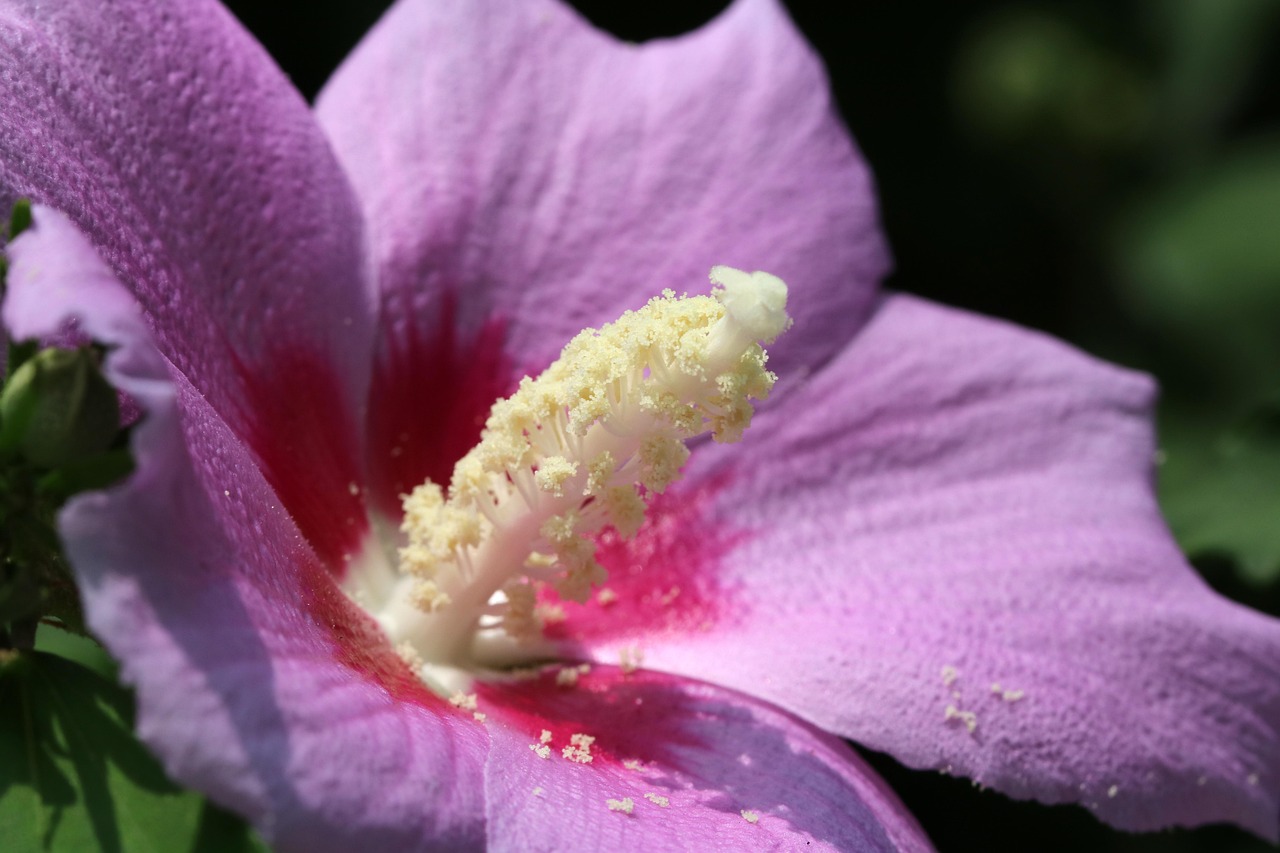 Rosa De Saron Coreia Do Sul - Foto gratuita no Pixabay