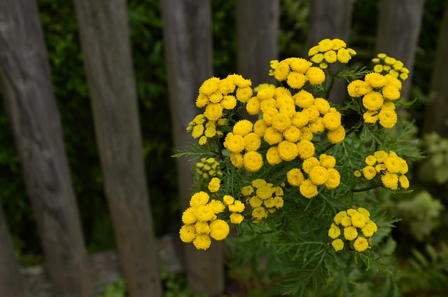 Blossom Bloom Flower - Free photo on Pixabay