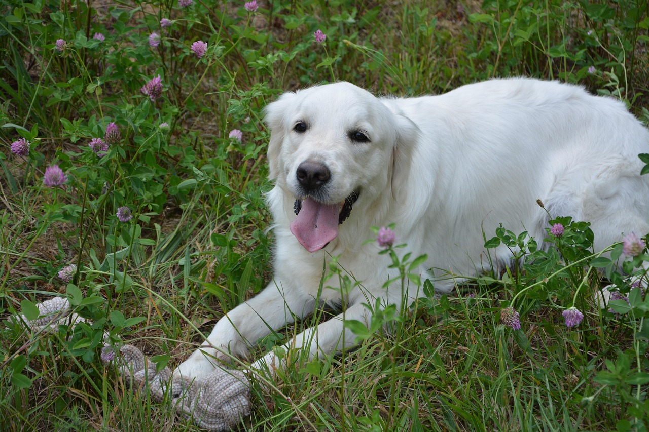 Perro Golden Retriever Perra - Foto gratis en Pixabay - Pixabay