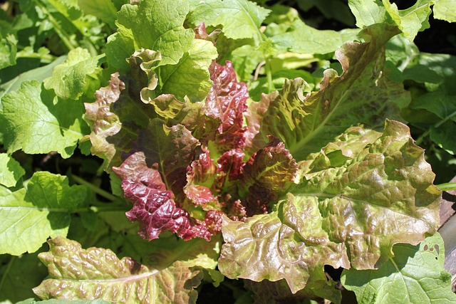 Head Of Lettuce Salad Healthy - Free photo on Pixabay