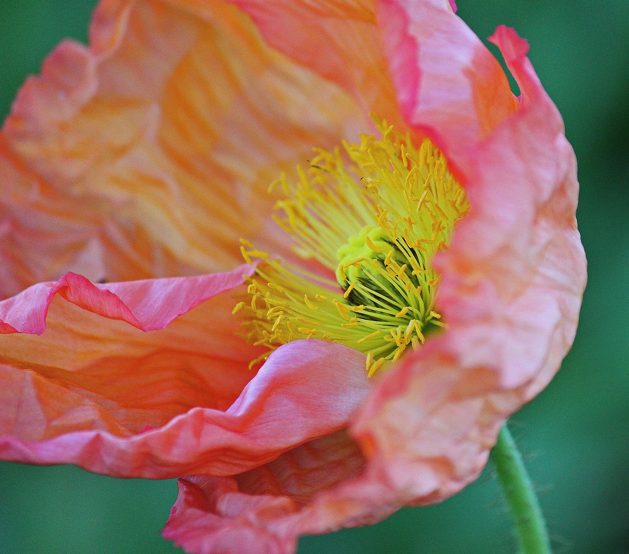 Icelandic Poppy White Flower - Free photo on Pixabay