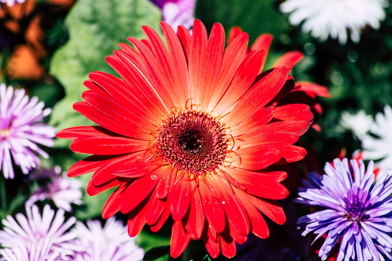 Flor Vermelho Vermelha - Foto gratuita no Pixabay - Pixabay