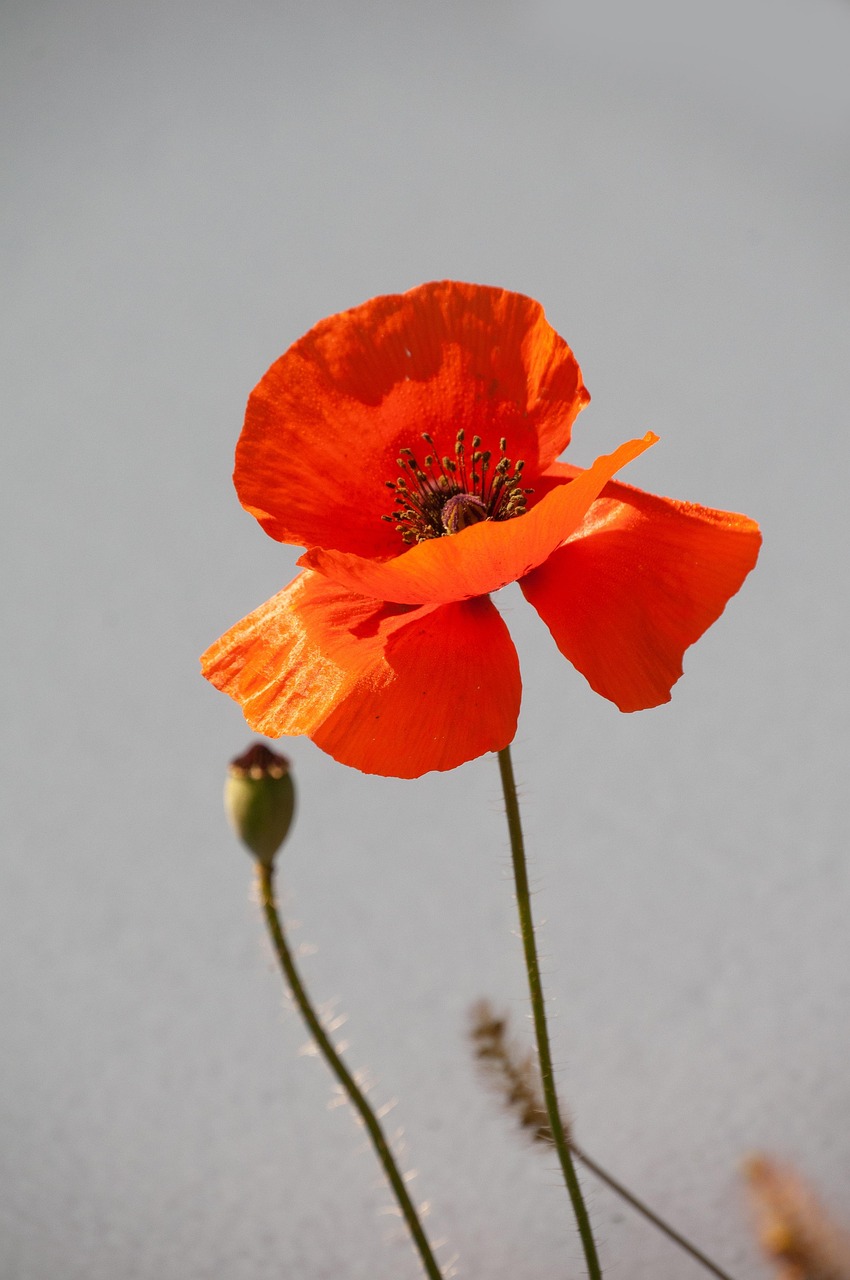 Poppy White Background Red - Free photo on Pixabay