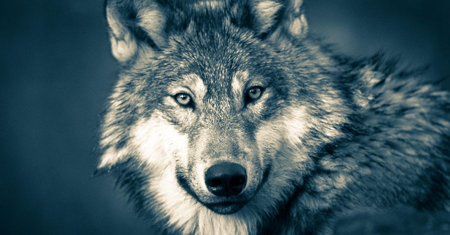 4.000+ Imágenes y Fotos de Lobos Gratis [HD]