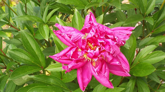 Fleur Fuchsia - Photo gratuite sur Pixabay - Pixabay