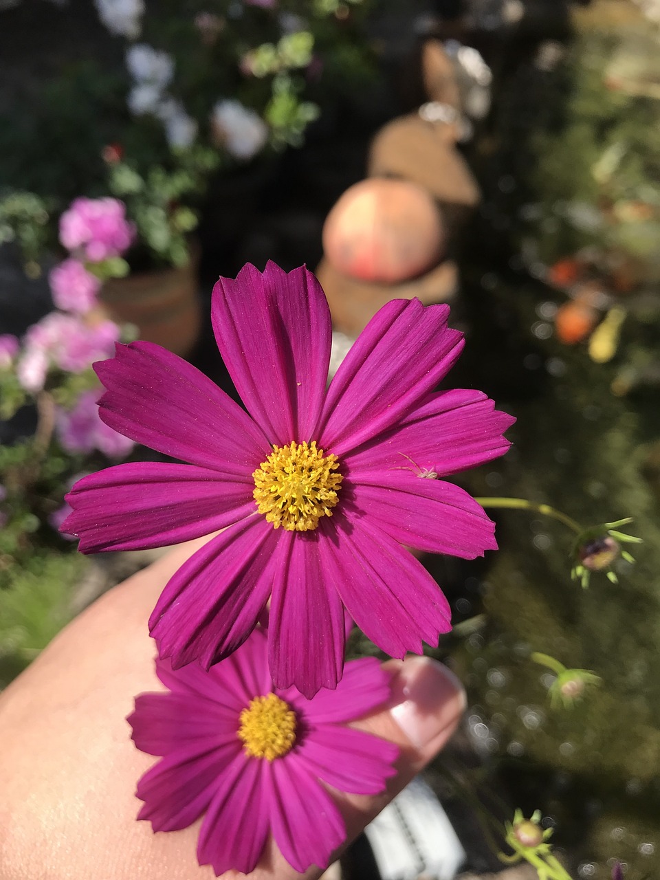 Flower Nature Flora - Free photo on Pixabay - Pixabay