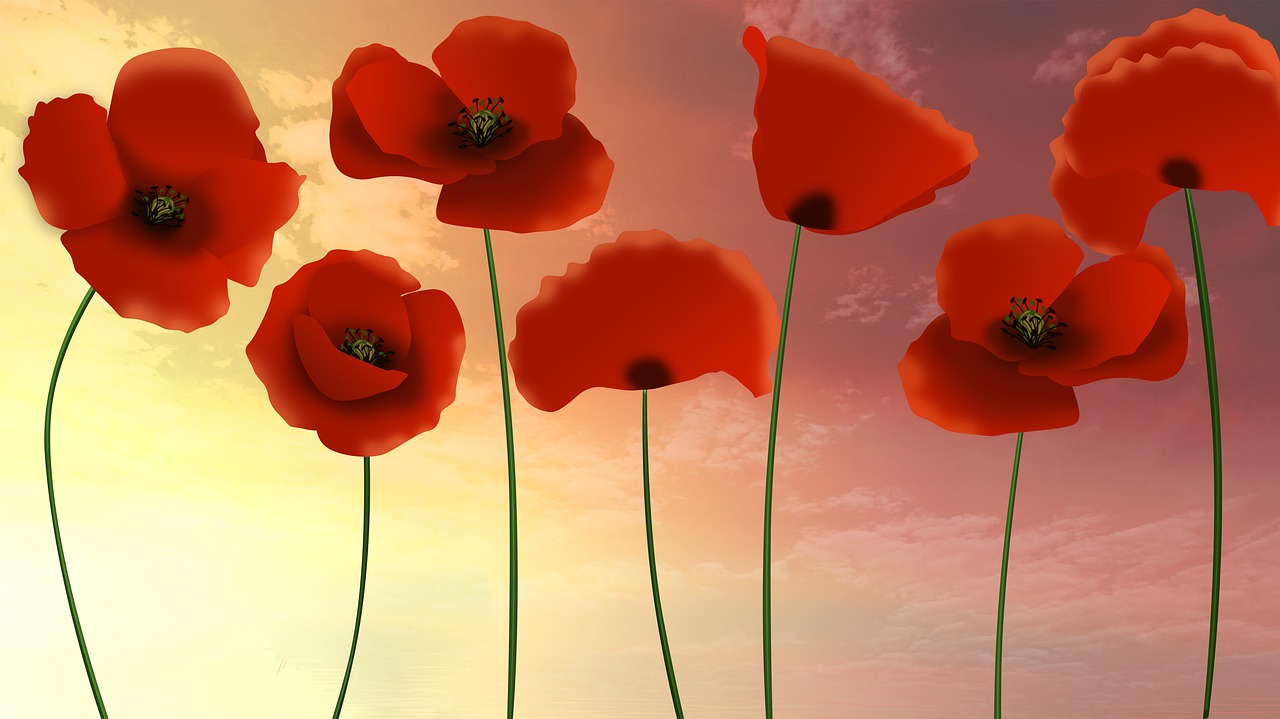 Bunga Poppy Langit Musim - Gambar gratis di Pixabay - Pixabay