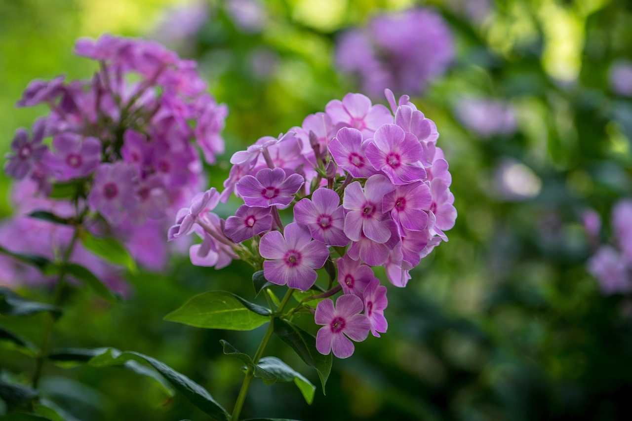 Flower Summer Garden - Free photo on Pixabay - Pixabay