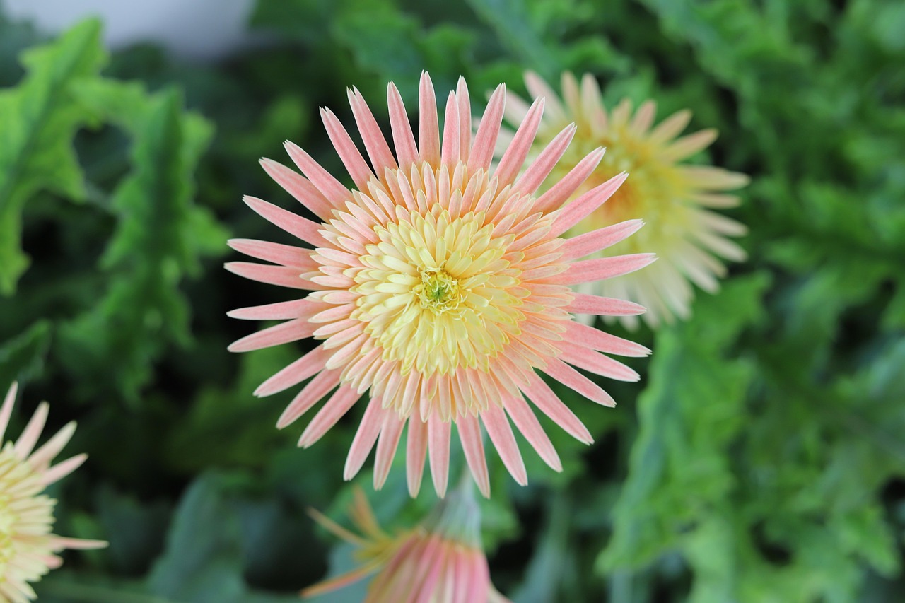 300+ Free Margarita & Flower Wallpaper Images - Pixabay