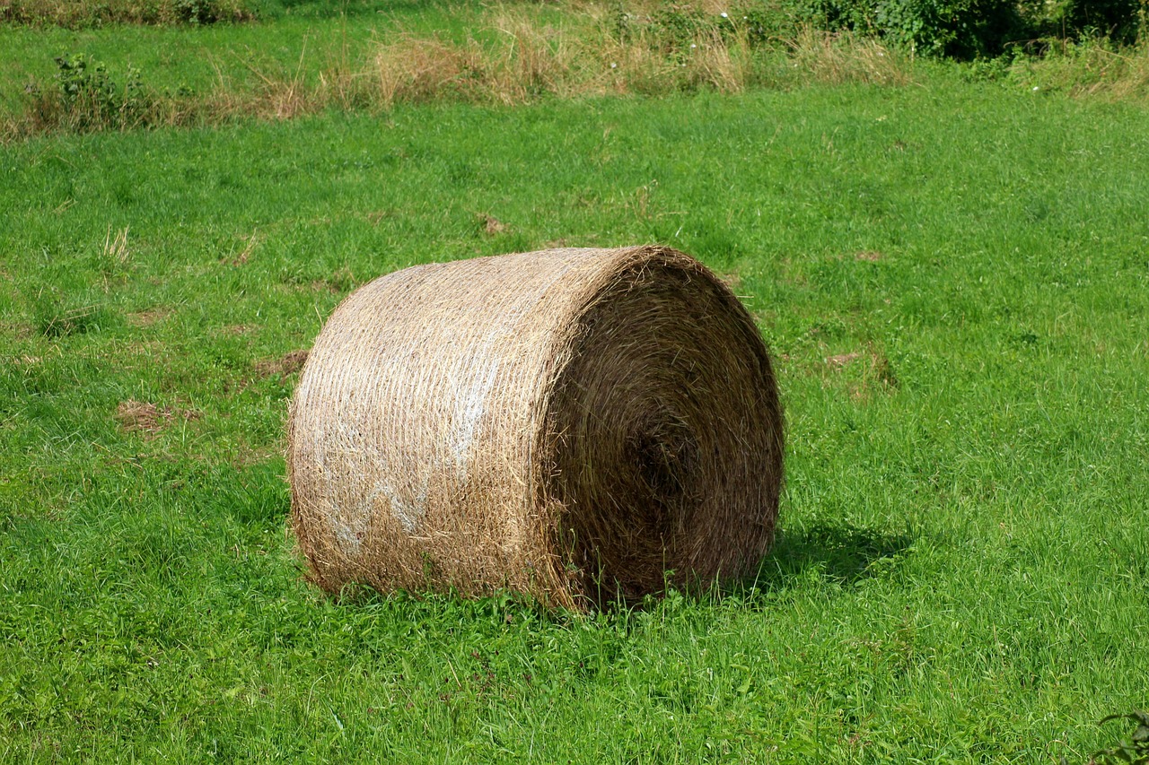900+ Free Hay Bales & Hay Images - Pixabay