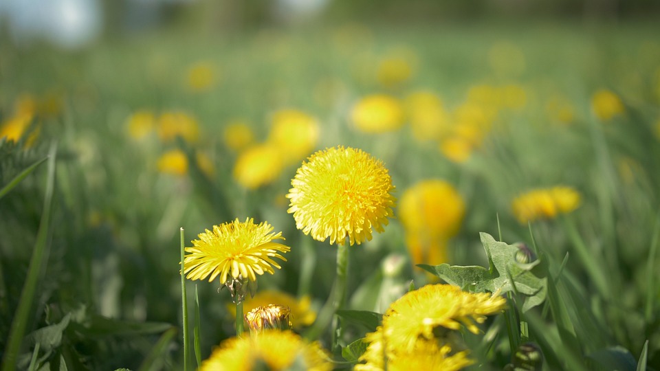 Spring Flowers Frühling - Kostenloses Foto auf Pixabay - Pixabay