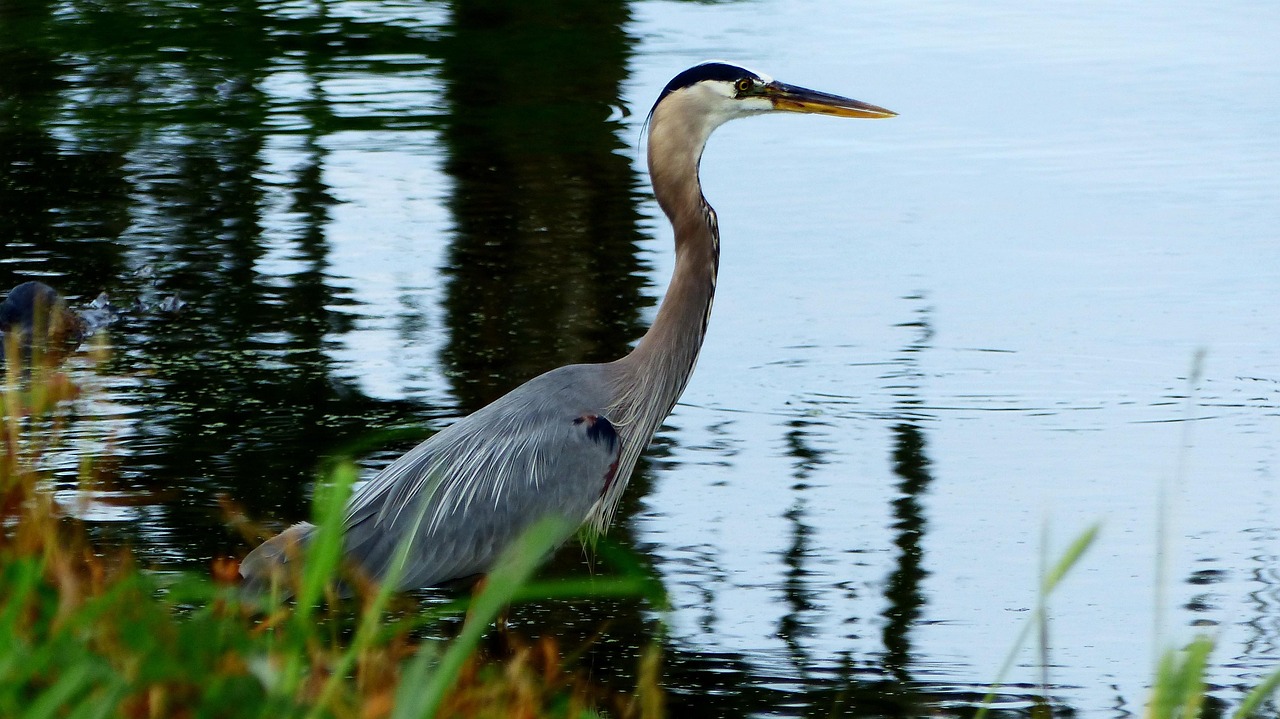 300+ Free Louisiana & Bayou Images - Pixabay