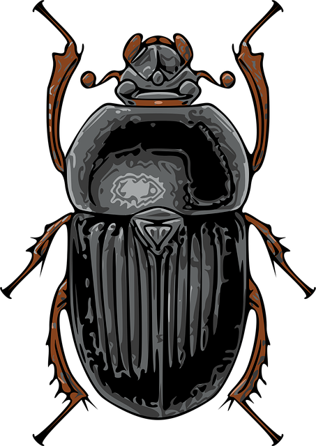Download Beetle, Black, Insect. Royalty-Free Vector Graphic - Pixabay