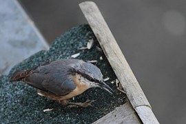 Kleiber Sitta Europaea Bird · Free photo on Pixabay