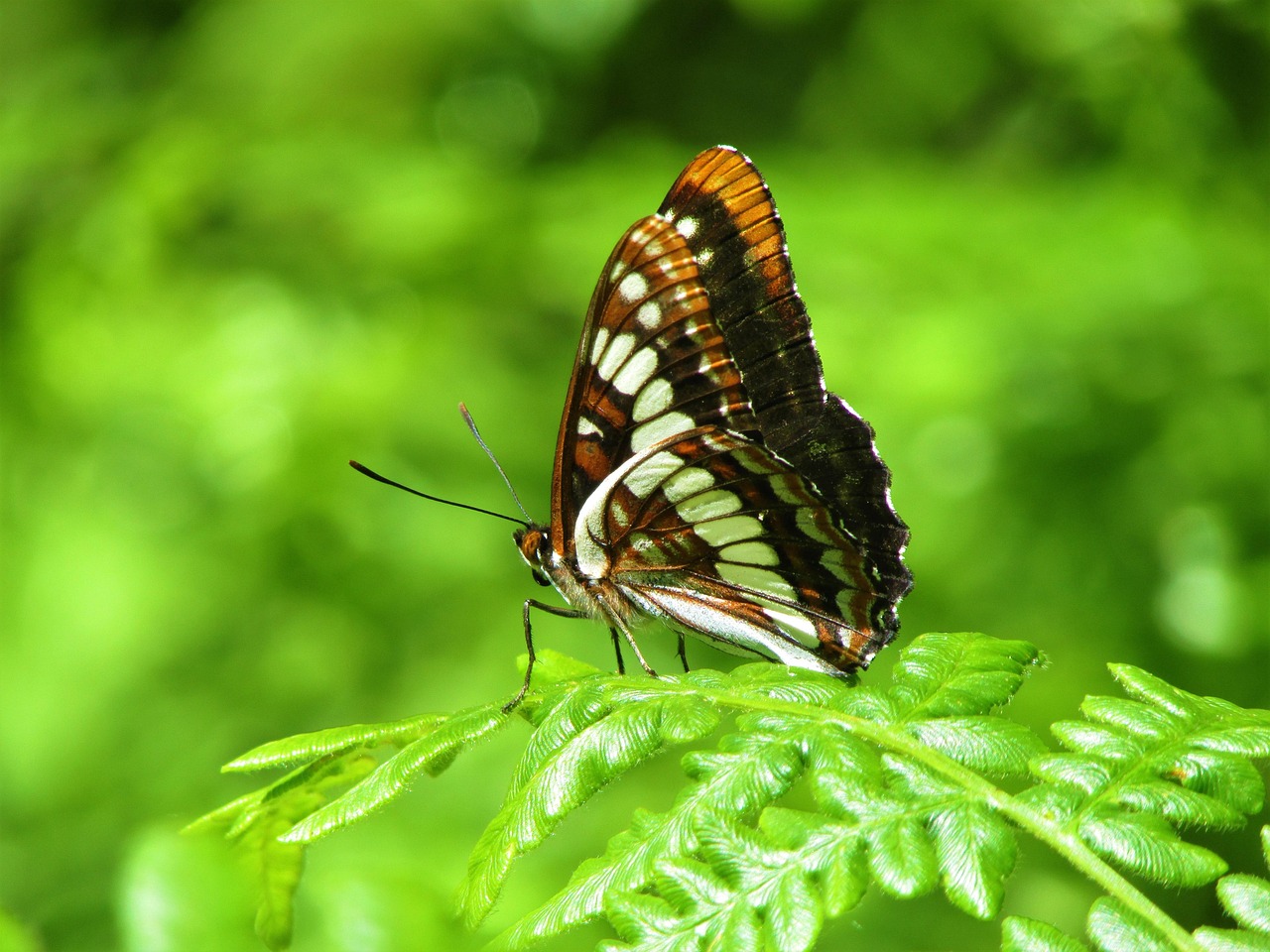 Más de 2 imágenes gratis de Fluturele Amiral Al Lorquin y Bayona - Pixabay