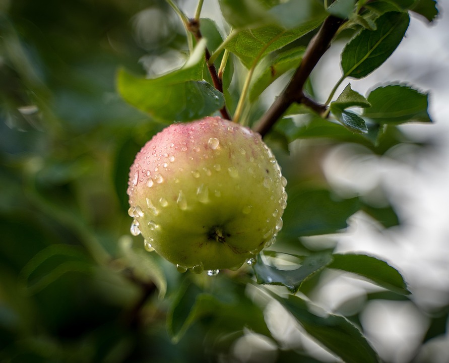 Apple Tree Rain - Free photo on Pixabay