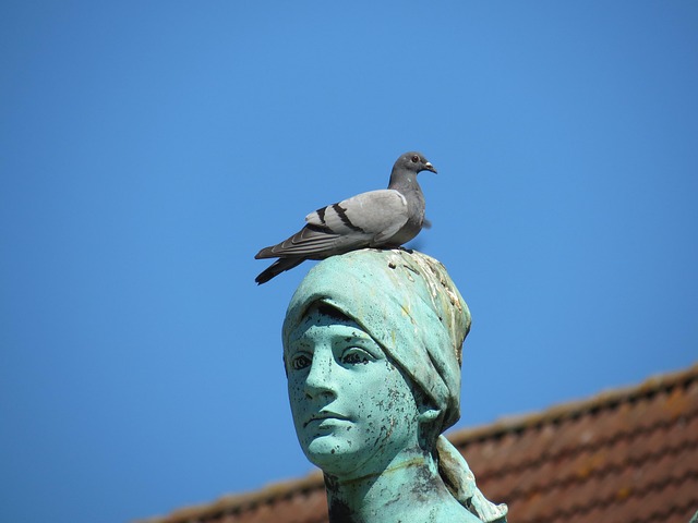 Pomba Cabeça Pombo De Rua - Foto gratuita no Pixabay - Pixabay
