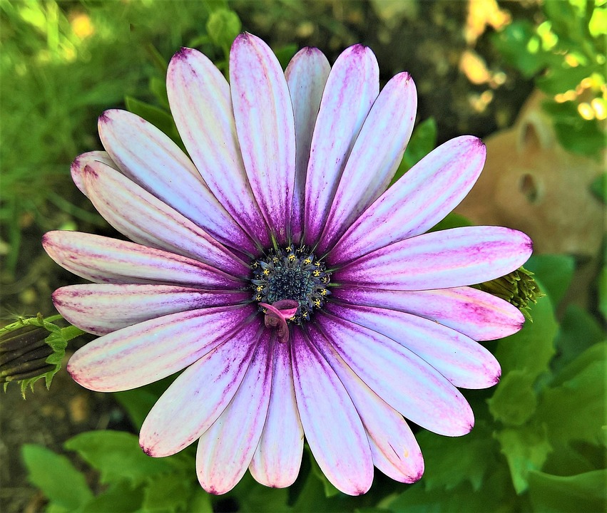 Flower Margarite Bornholm - Free photo on Pixabay - Pixabay