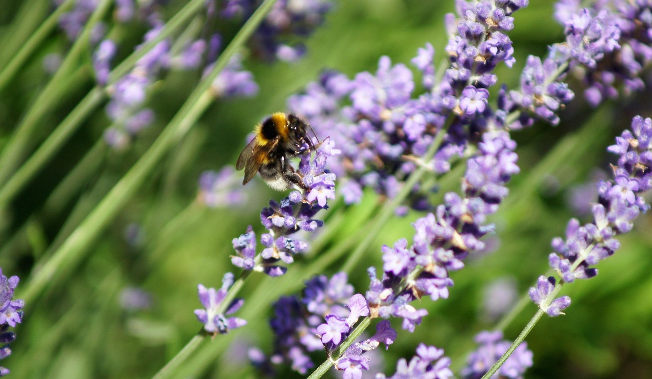 Lavender Nature Flower - Free photo on Pixabay - Pixabay