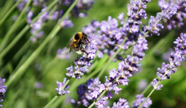 Lavanda Natureza Flor - Foto gratuita no Pixabay - Pixabay