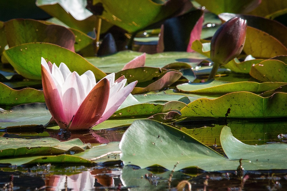 Teratai Kolam Bunga - Foto gratis di Pixabay - Pixabay