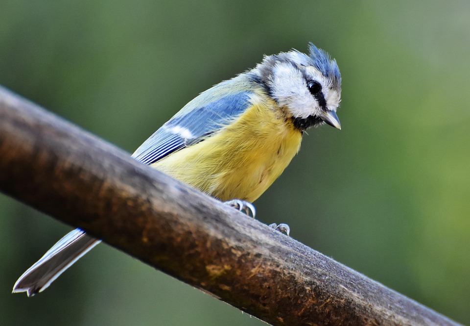 Blue Tit Bird - Free photo on Pixabay - Pixabay