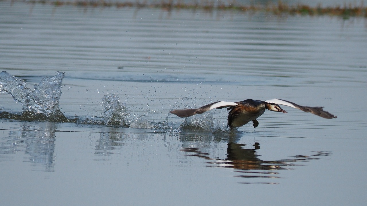500+ Free Grebe & Nature Images - Pixabay