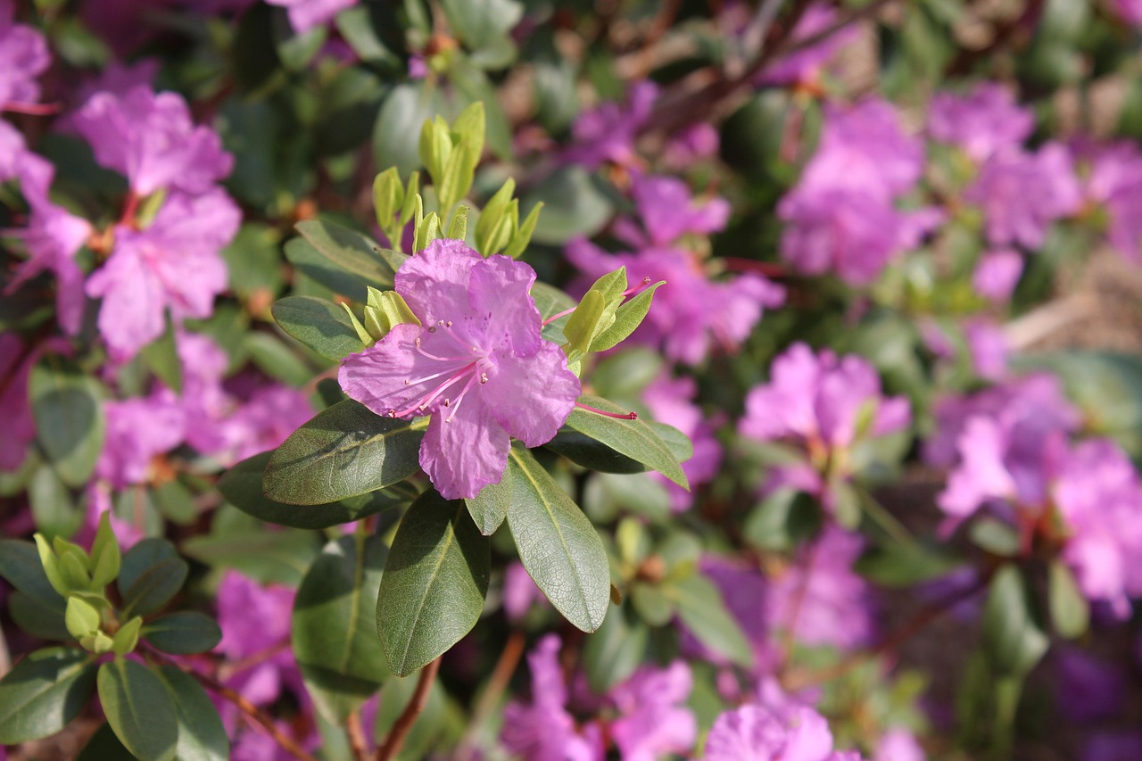 1,000+ Free Azalea & Flower Background Images - Pixabay