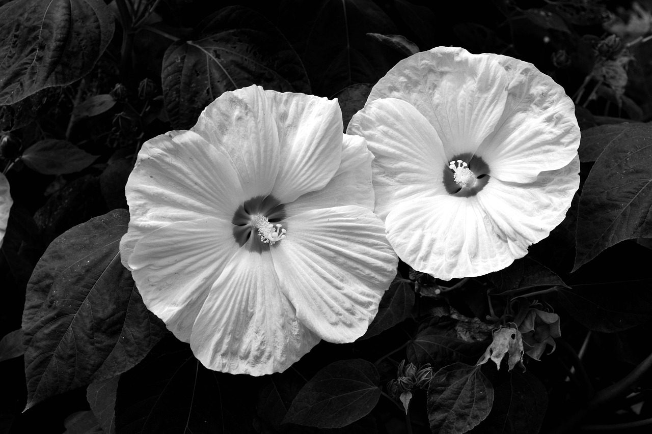 Hibiscus Flower Floral Free Photo On Pixabay Pixabay