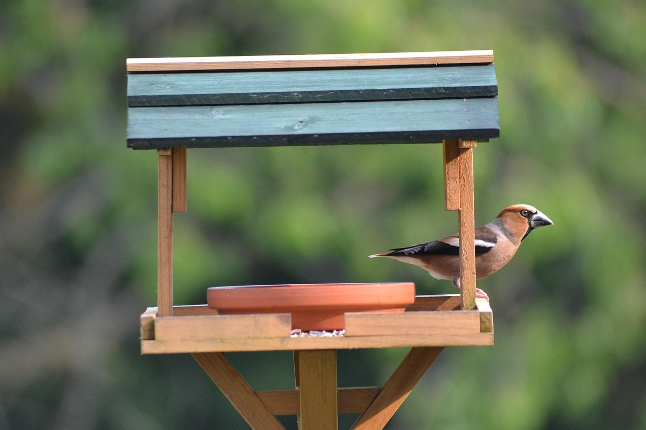 Core Beisser Bird Songbird - Free photo on Pixabay - Pixabay