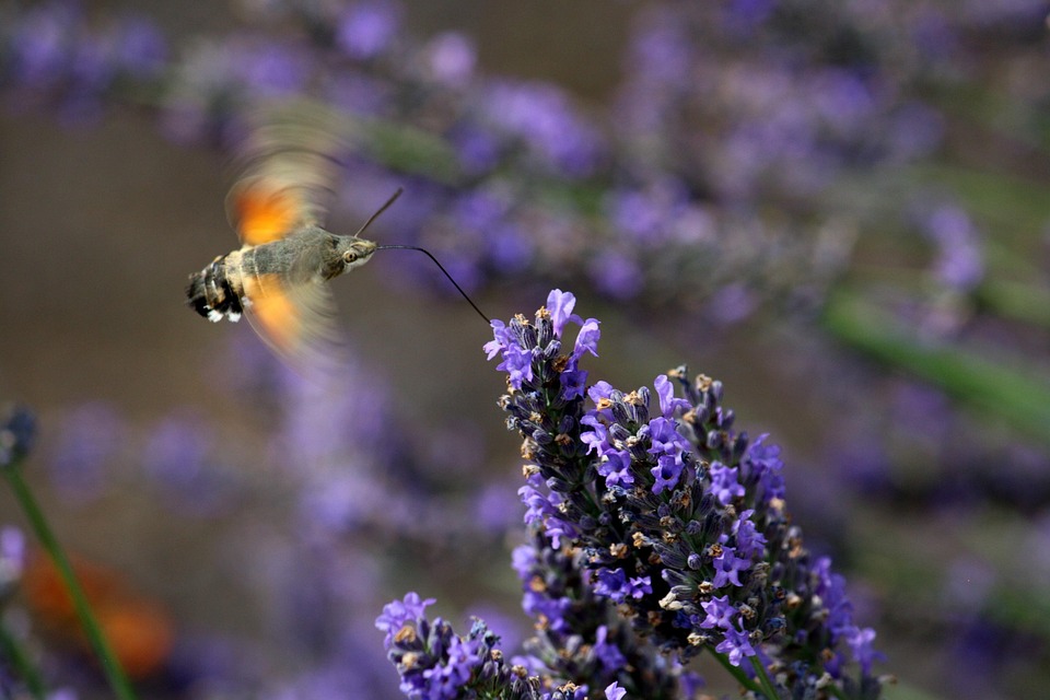 Hummingbird Hawk Moth Lavender - Free photo on Pixabay - Pixabay
