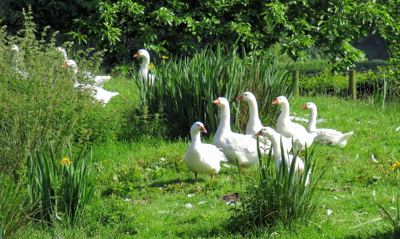 Geese Farm Wales - Free photo on Pixabay - Pixabay