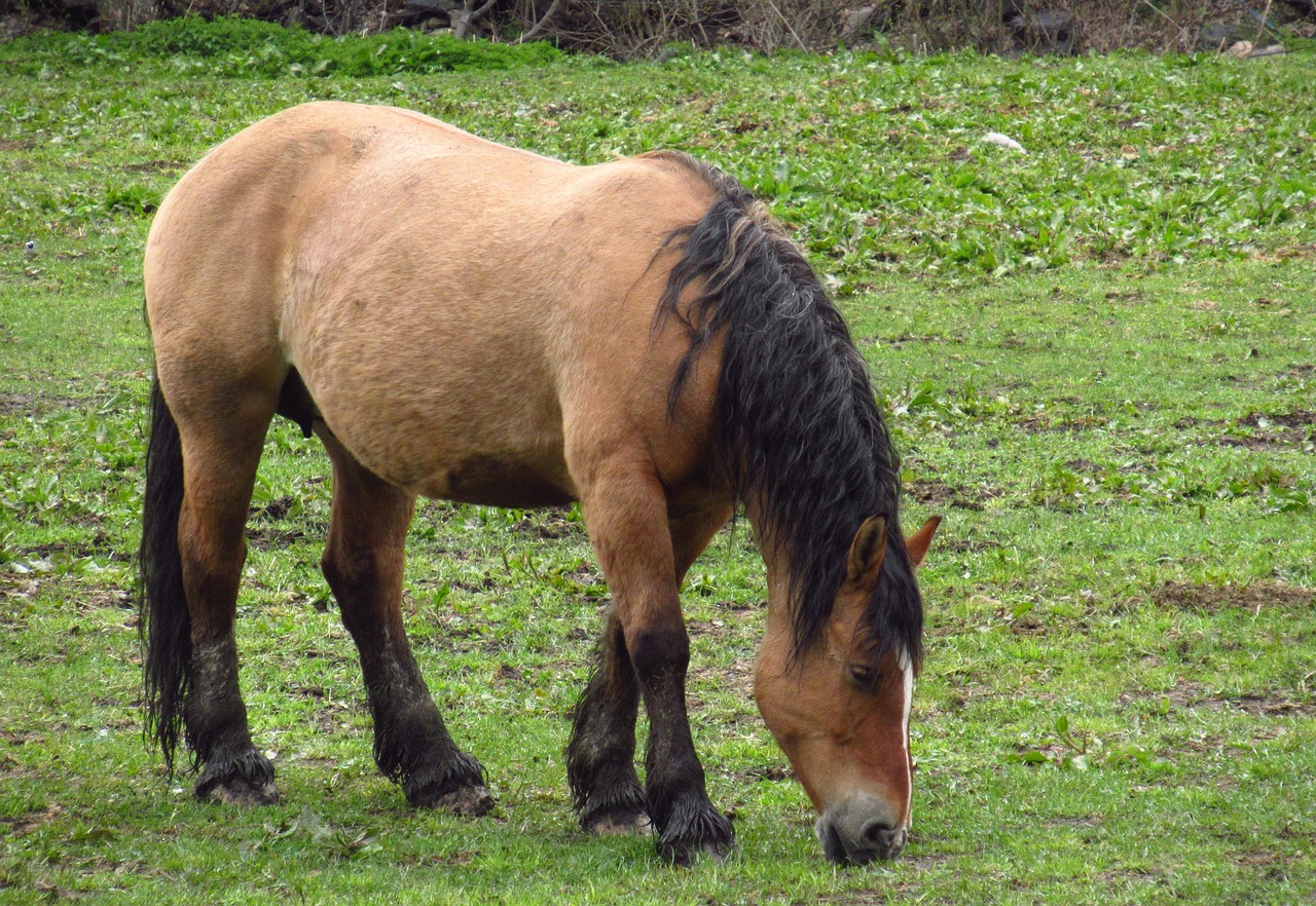 Horse Nature Andorra - Free photo on Pixabay