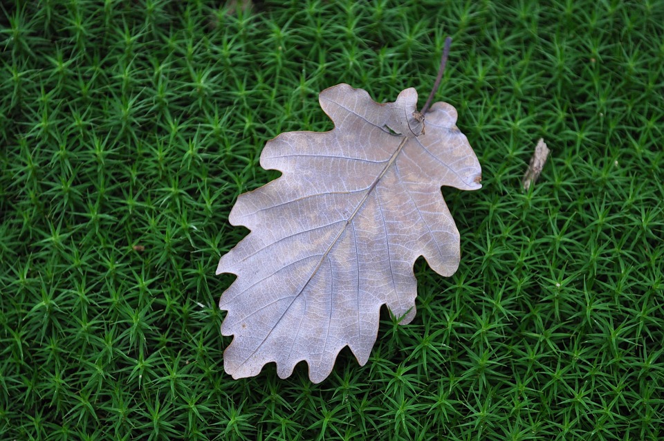Feuille Automne La Nature - Photo gratuite sur Pixabay