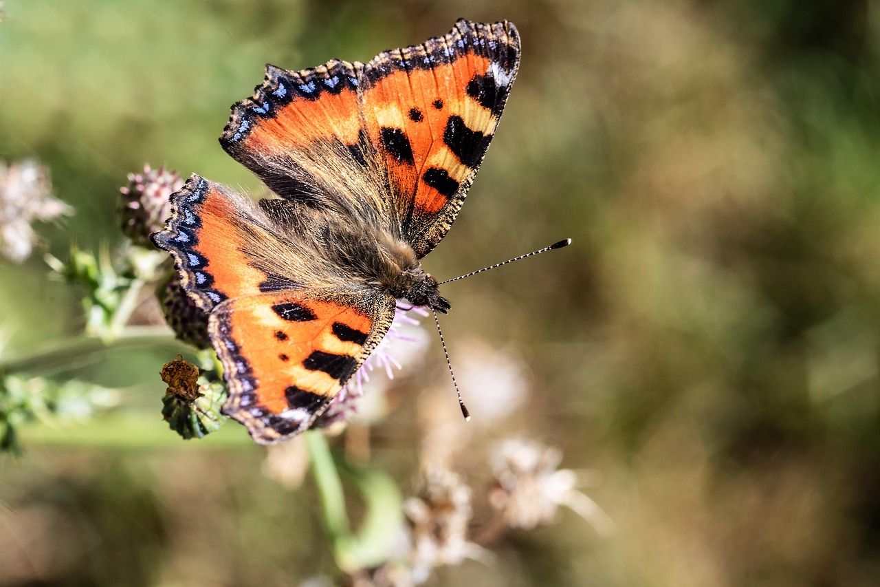 Butterfly Little Fox Nymphalis - Free photo on Pixabay - Pixabay