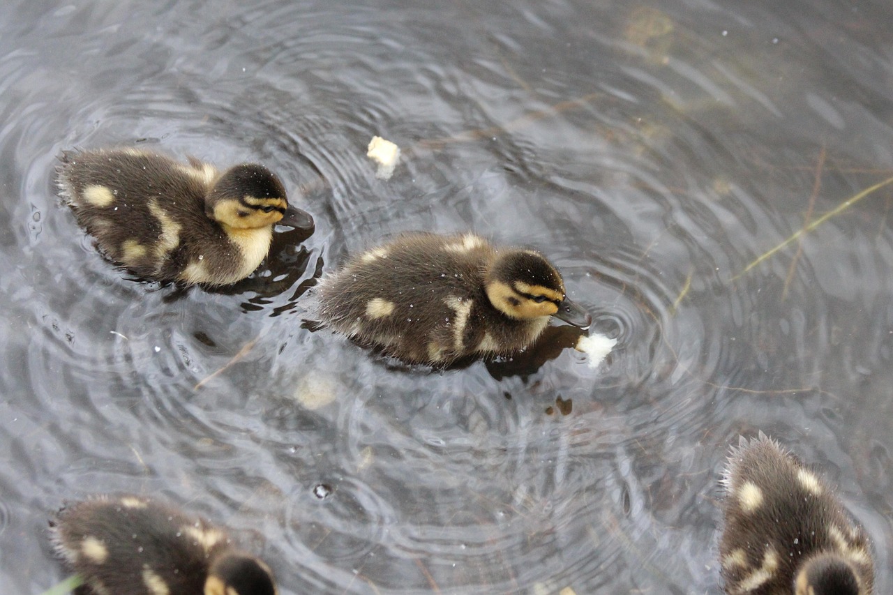 Patitos Anas Platyrhynchos Pato - Foto gratis en Pixabay - Pixabay