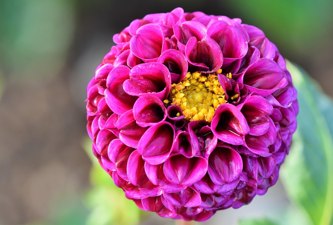 Dahlia Bud Bunga - Foto gratis di Pixabay - Pixabay