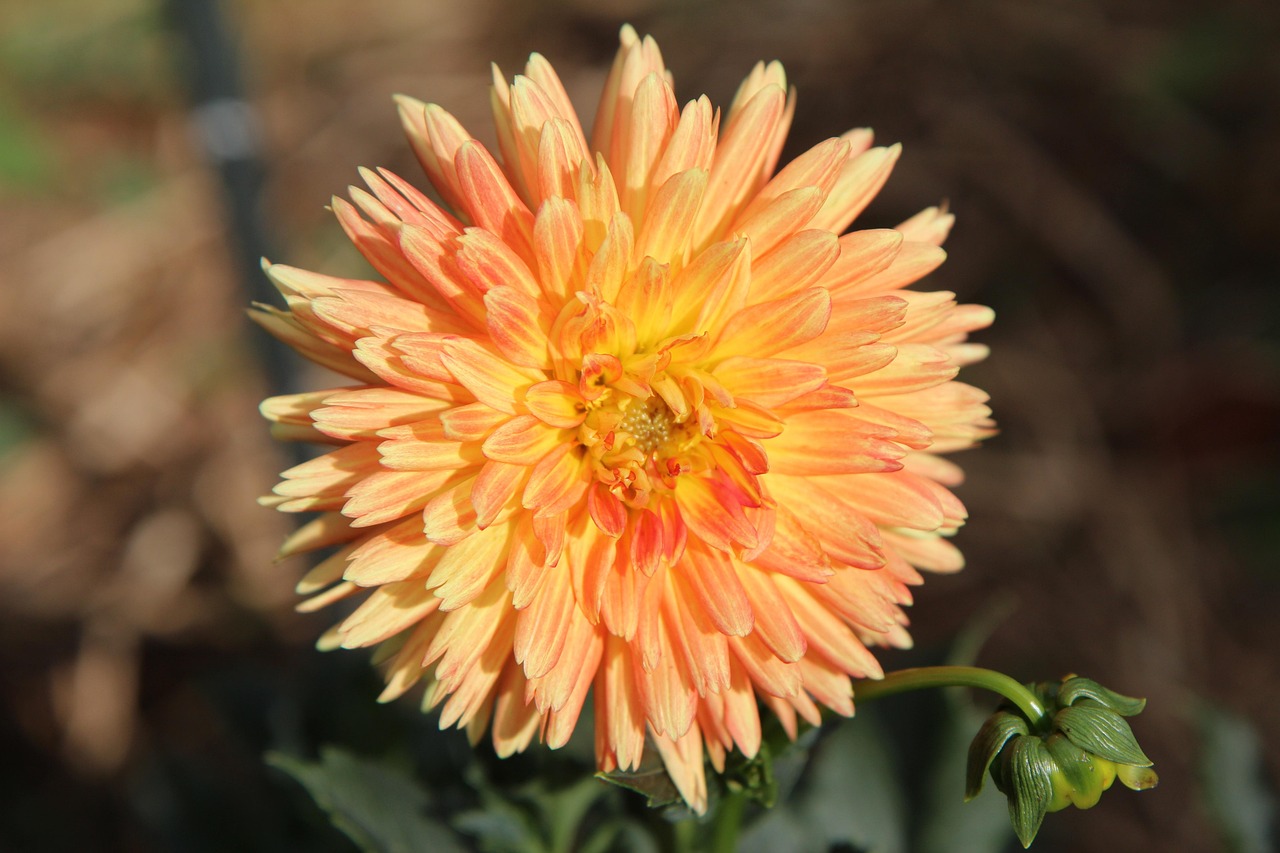 Flor Dahlia Dália-Laranja Dália - Foto gratuita no Pixabay - Pixabay