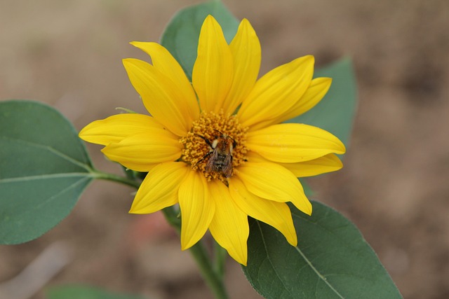 Sunflower Flower Sun Yellow - Free photo on Pixabay - Pixabay