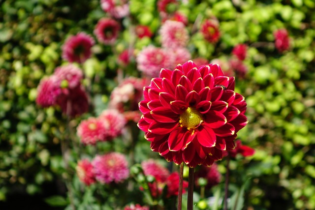 Dahlia Bunga Mekar - Foto gratis di Pixabay - Pixabay