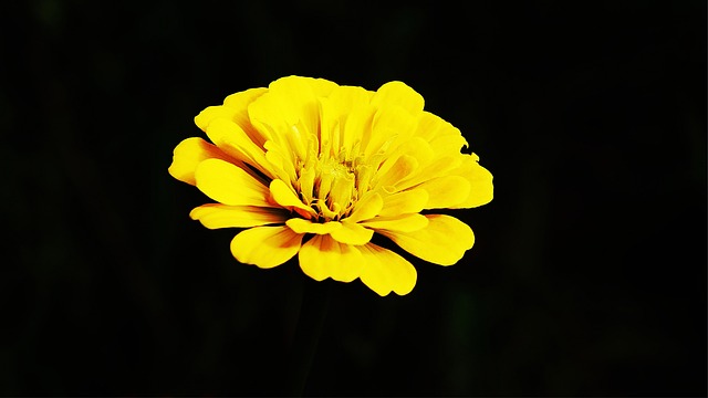 Bunga Kuning Alam - Foto gratis di Pixabay - Pixabay