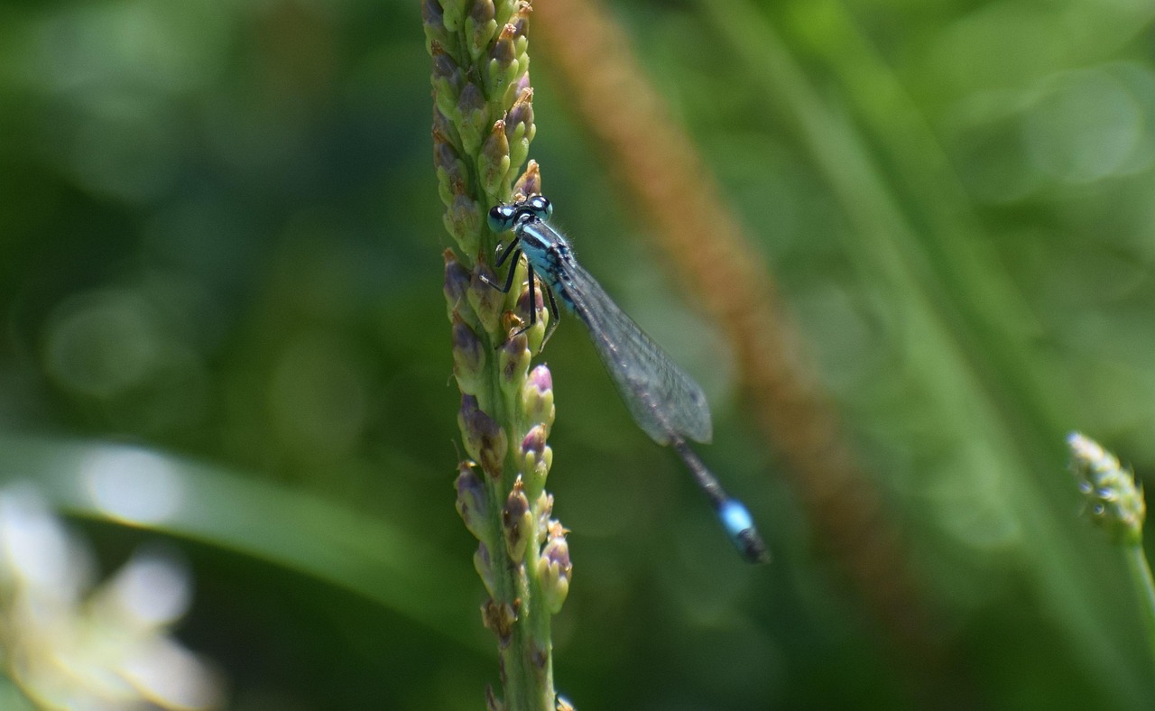 Insect Dragon-Fly Nature - Free photo on Pixabay - Pixabay